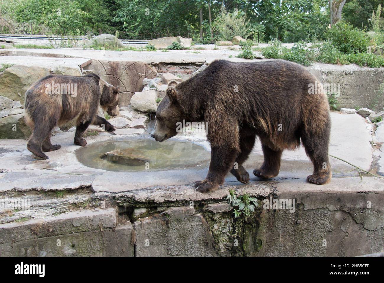 The view of bears in Kaliningrad zoo, Russia Stock Photo - Alamy