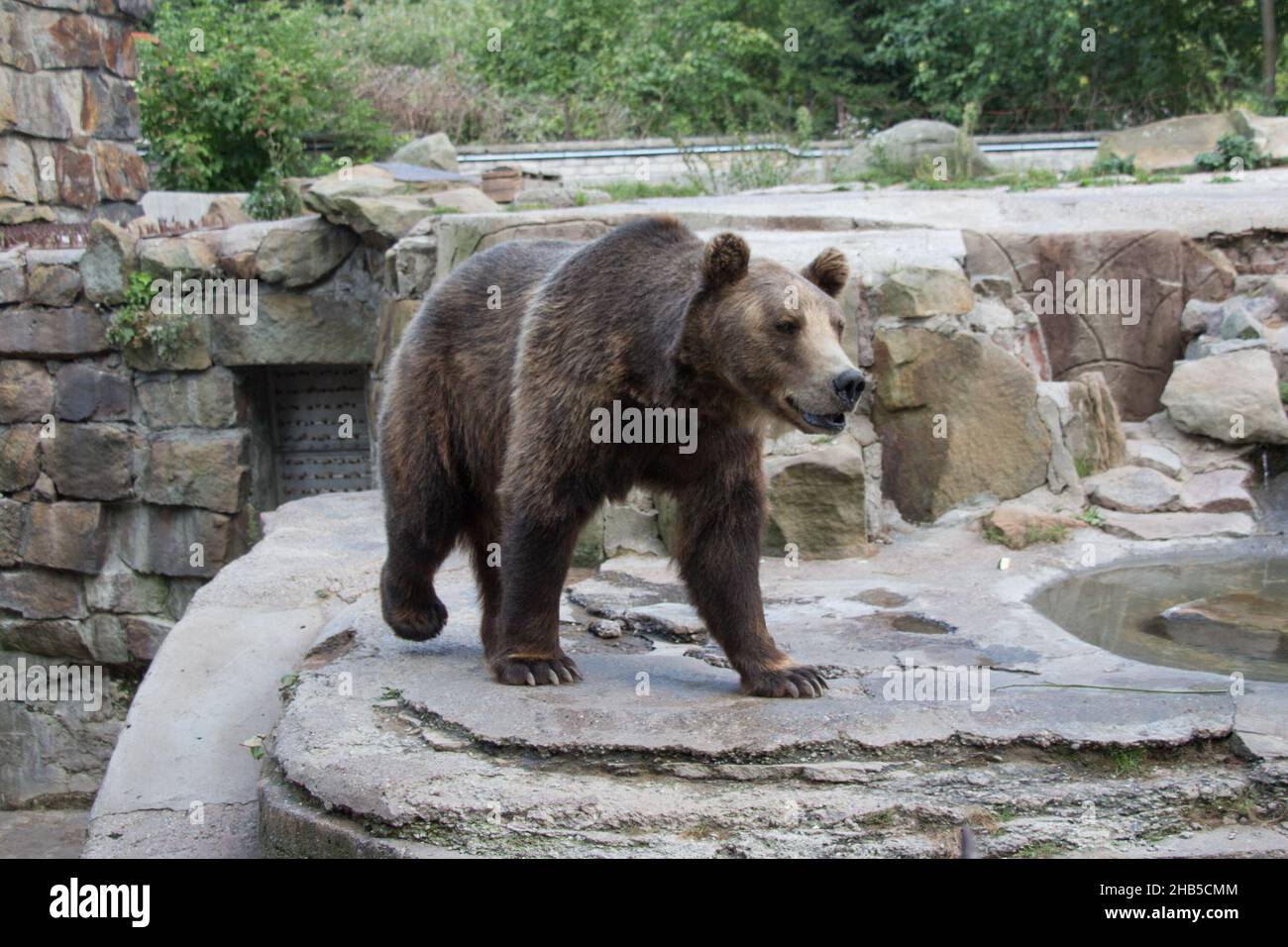 The view of a bear in Kaliningrad zoo, Russia Stock Photo - Alamy