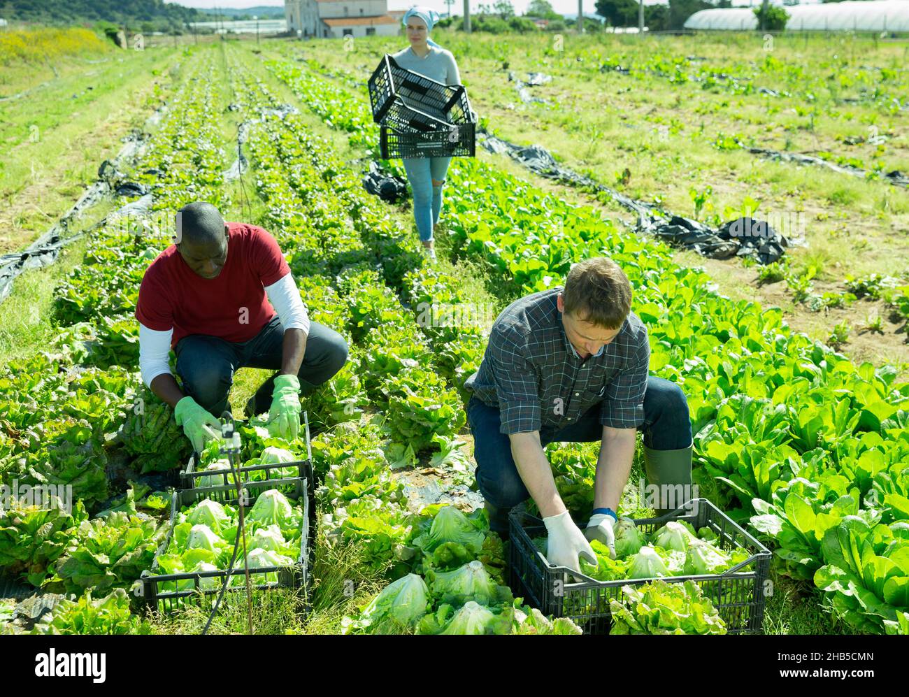 Farm workers gathering crop of lettuce Stock Photo - Alamy