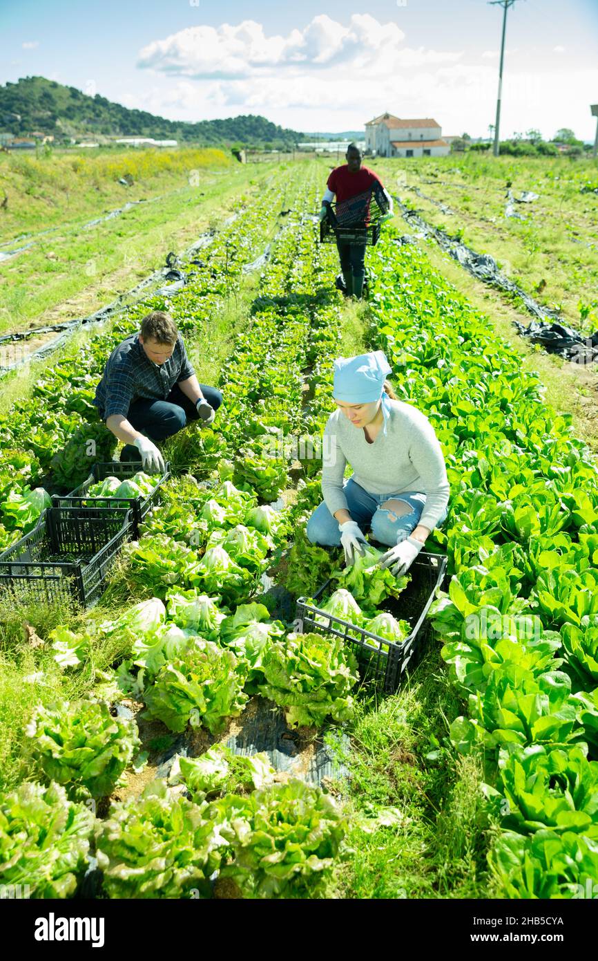 Farm workers gathering crop of lettuce Stock Photo - Alamy