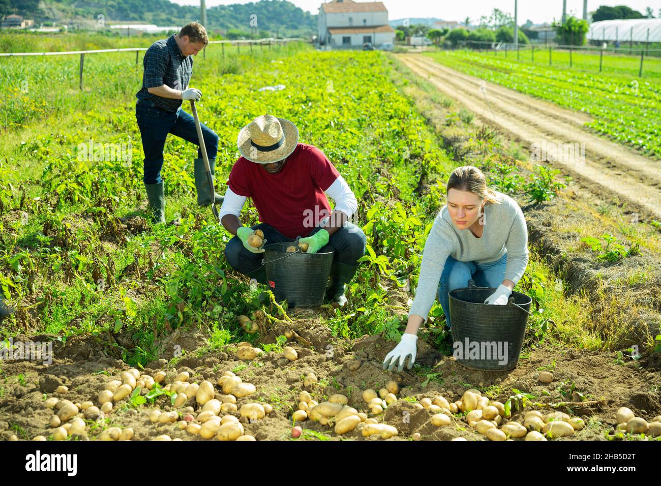 Farm workers harvesting potato Stock Photo - Alamy