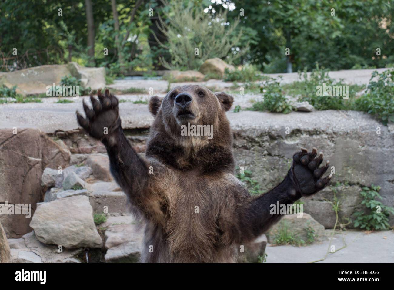 The close up view of a bear entertaining the public in Kaliningrad zoo ...