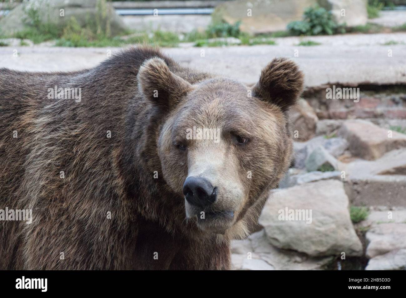 The close up view of a bear in Kaliningrad zoo, Russia Stock Photo - Alamy