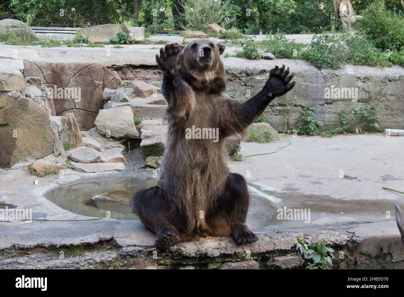 The close up view of a bear entertaining the public in Kaliningrad zoo ...