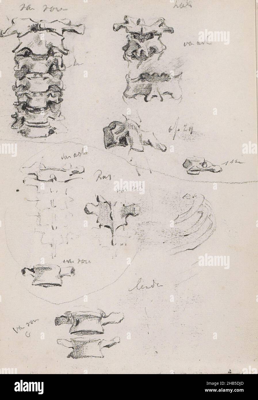 vertebrae of, among others, the back, loin and neck of the human body ...