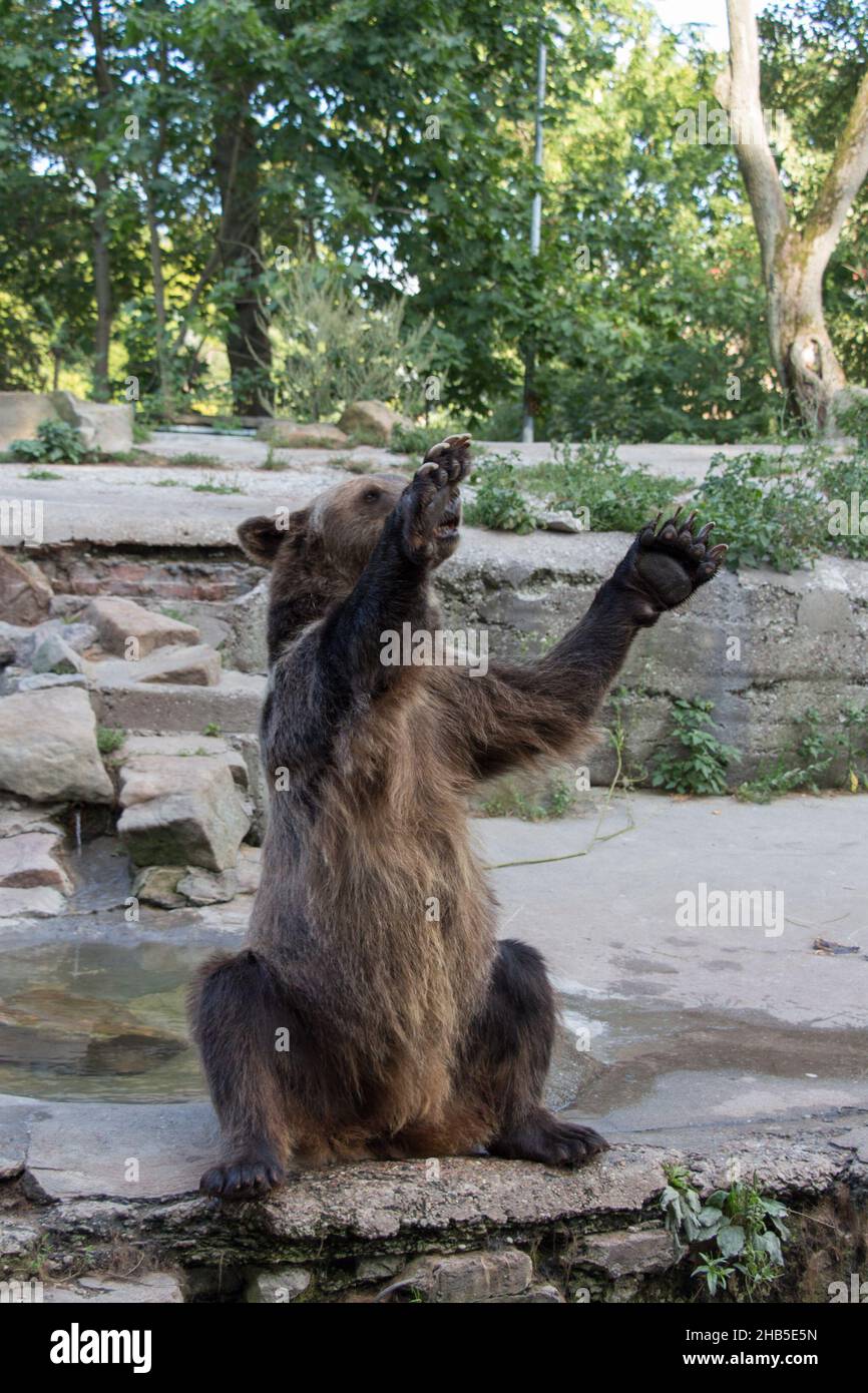The close up view of a bear entertaining the public in Kaliningrad zoo ...