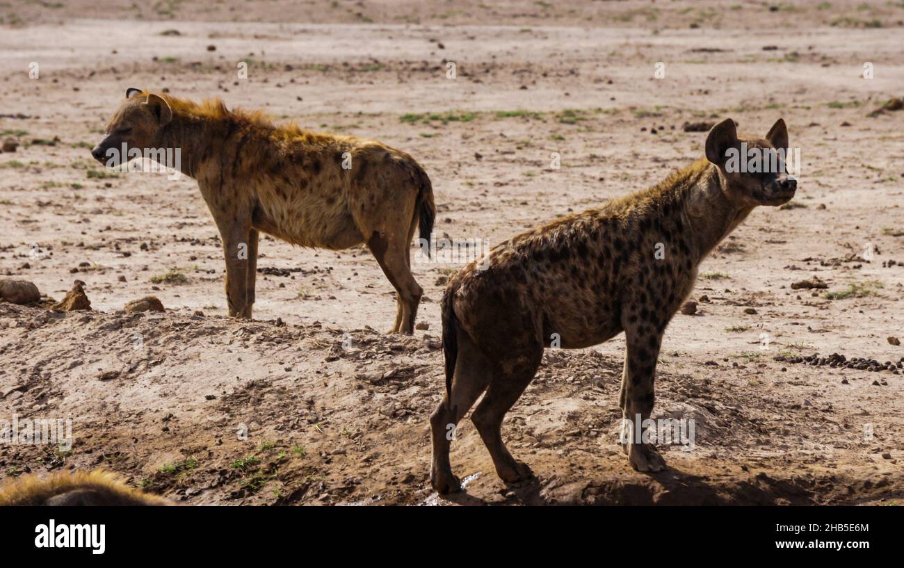 Hyena, Kenya, Africa, savanna, wildlife, mammal Stock Photo - Alamy