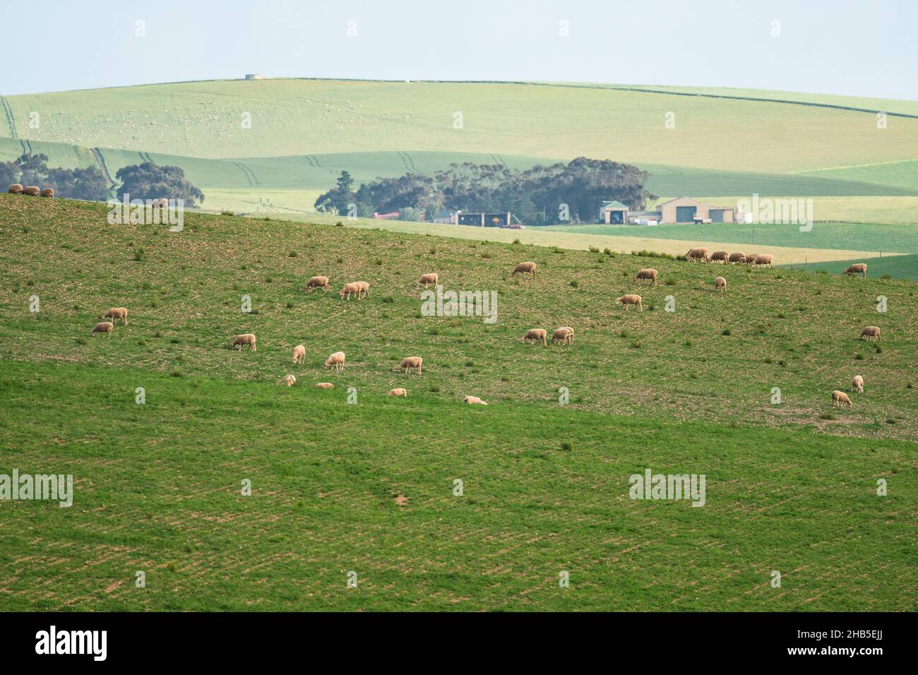 sheep farm and agricultural landscape in the Western Cape, South Africa ...