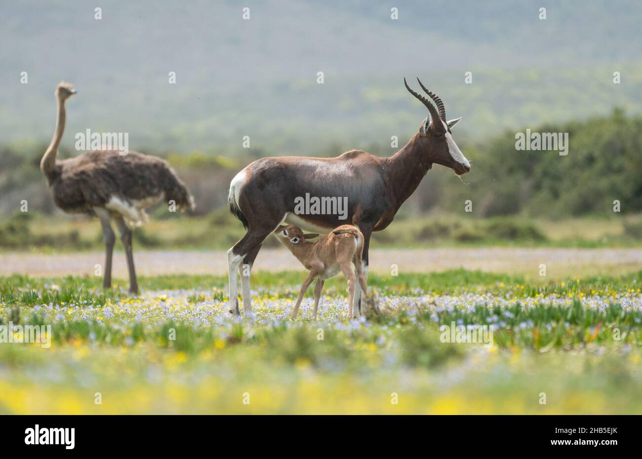 Bontebok in nature hi-res stock photography and images - Alamy
