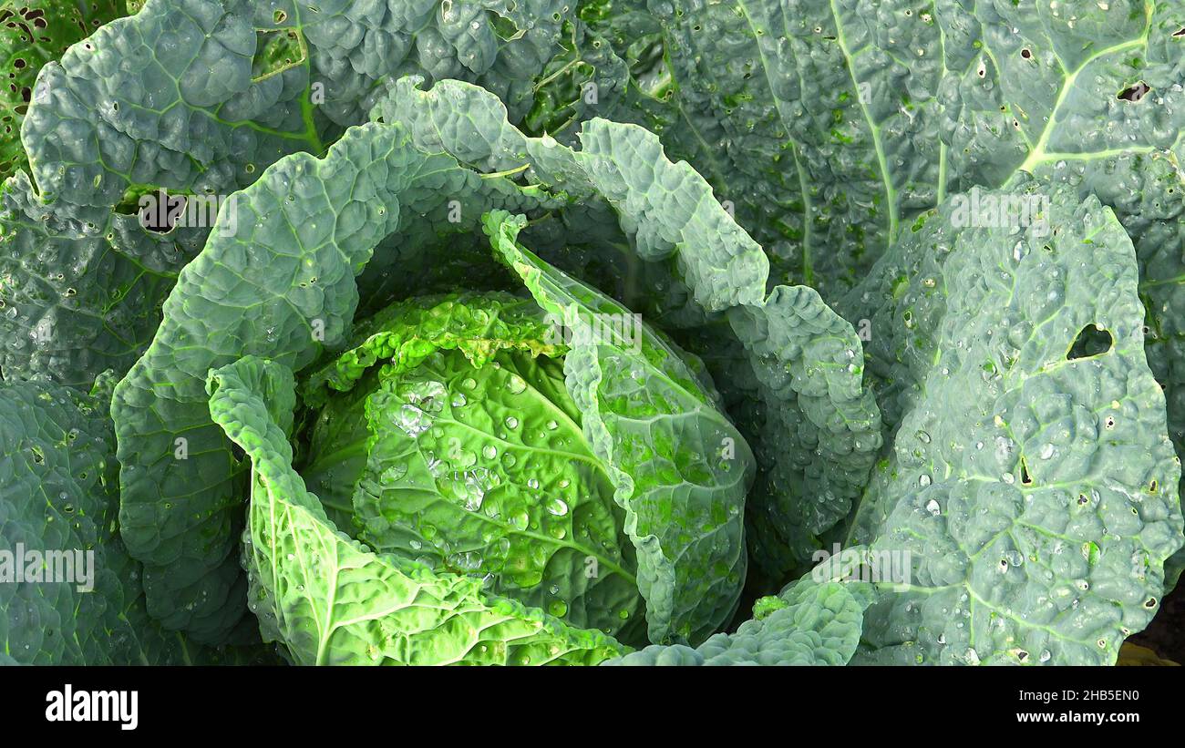 Shooting watering curly cabbage in hi-res stock photography and images ...