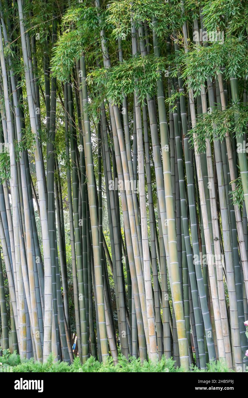 Bamboo trees close-up. Natural background. Vertical photo Stock Photo ...