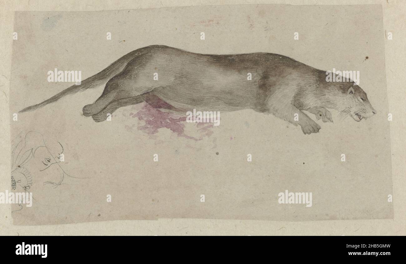 Dead rodent lies stretched out hi-res stock photography and images - Alamy