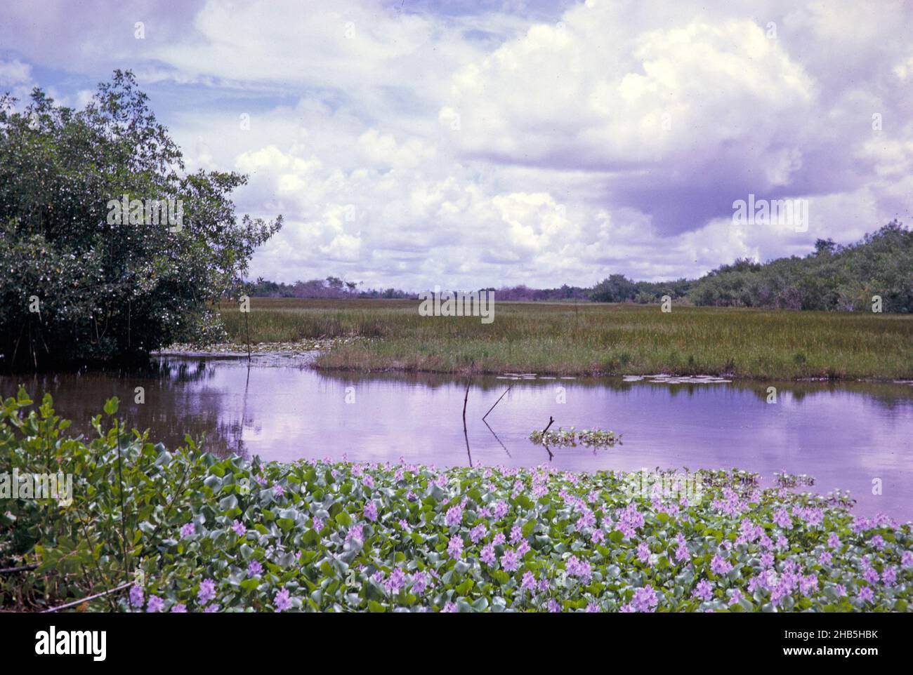 Water hyacinth plants, Eichhornia crassipes, flowering wetland ecosystem vegetation plants ...