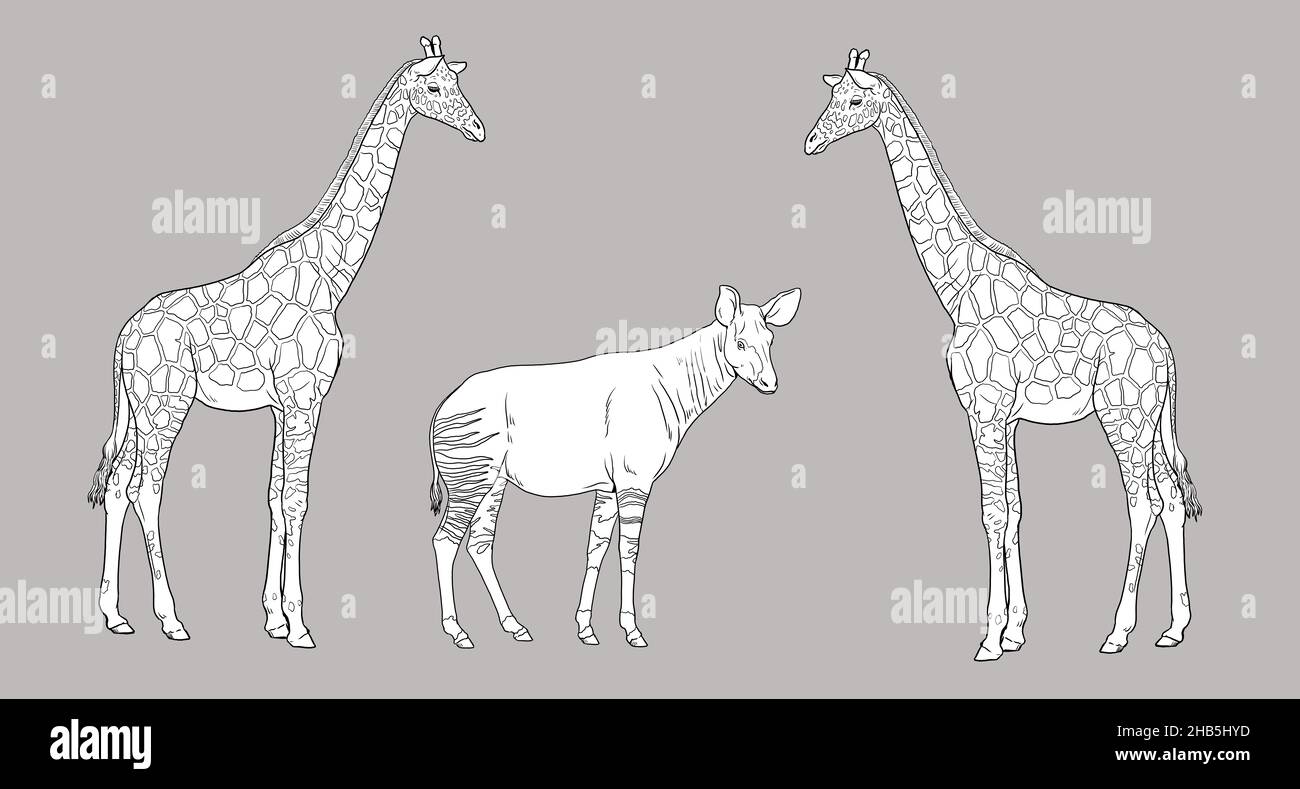 Giraffe and okapi illustration. African ruminants for coloring book ...