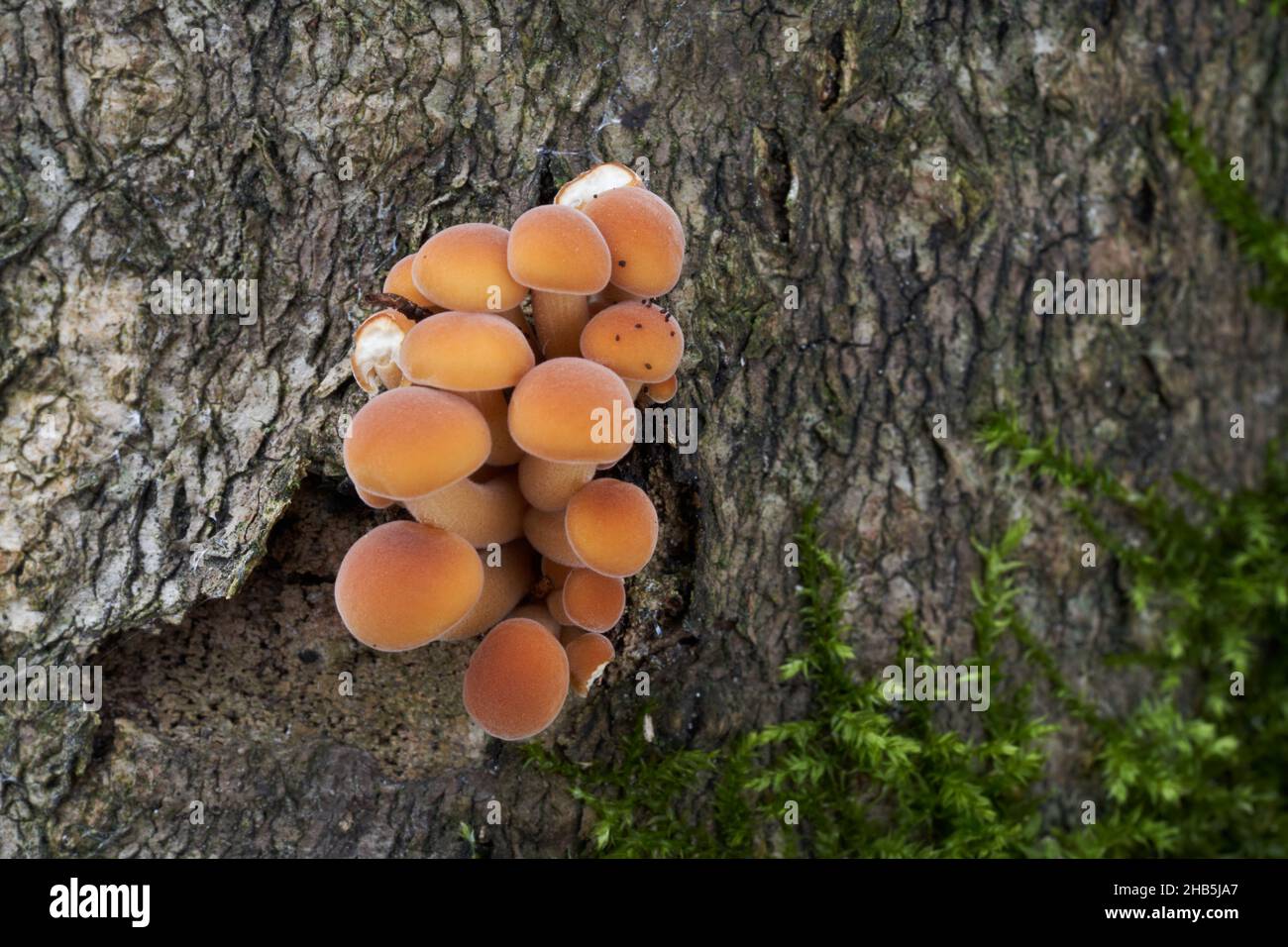 Edible mushroom Flammulina velutipes in floodplain forest. Known as ...