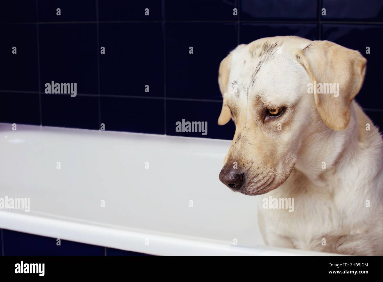 Dirty labrador retriever bathing. Dog on blue baththube with guilty ...