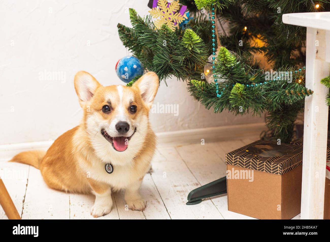 Ginger corgi hi-res stock photography and images - Alamy