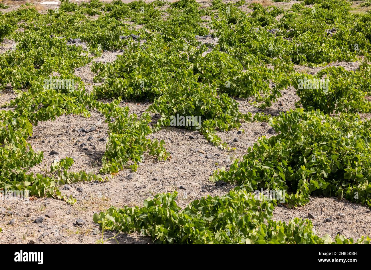 Assyrtiko - indigenous wine grape in wineyard on Santorini Island ...