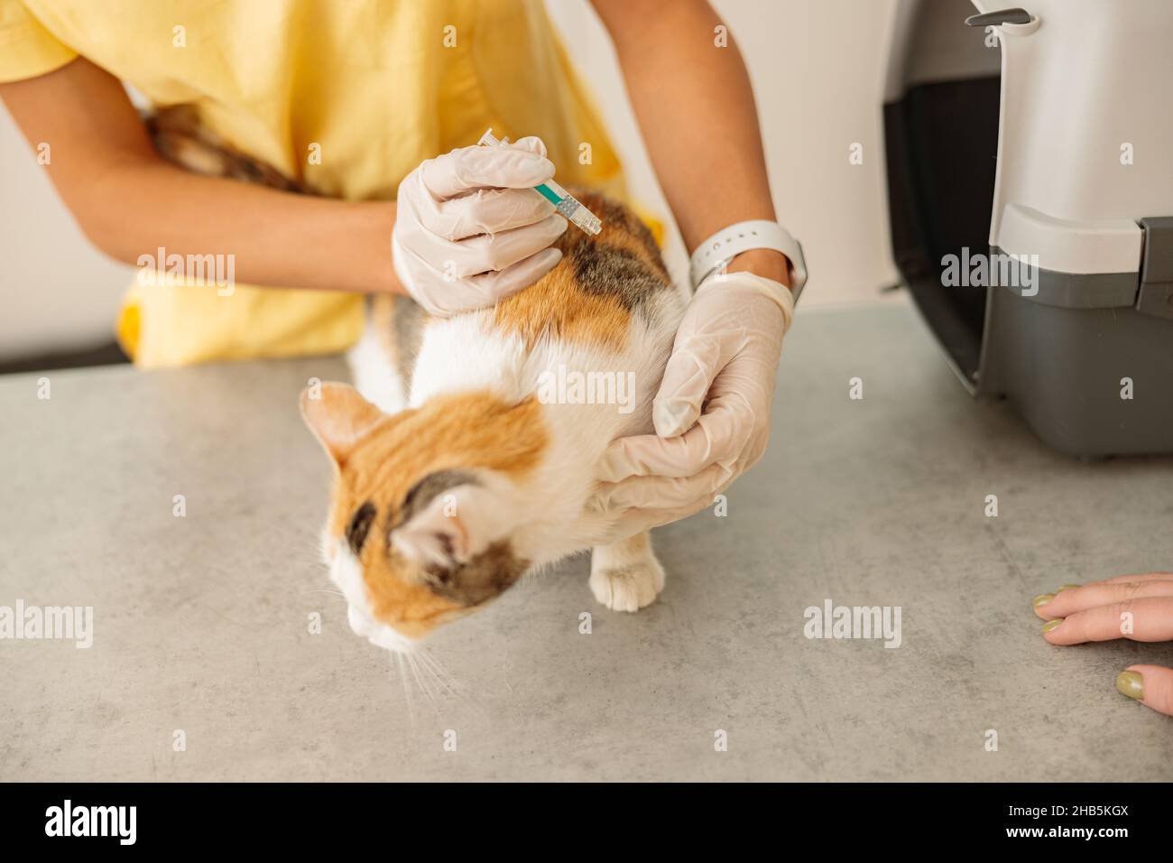 Woman veterinarian giving injection to cat in animal hospital Stock ...