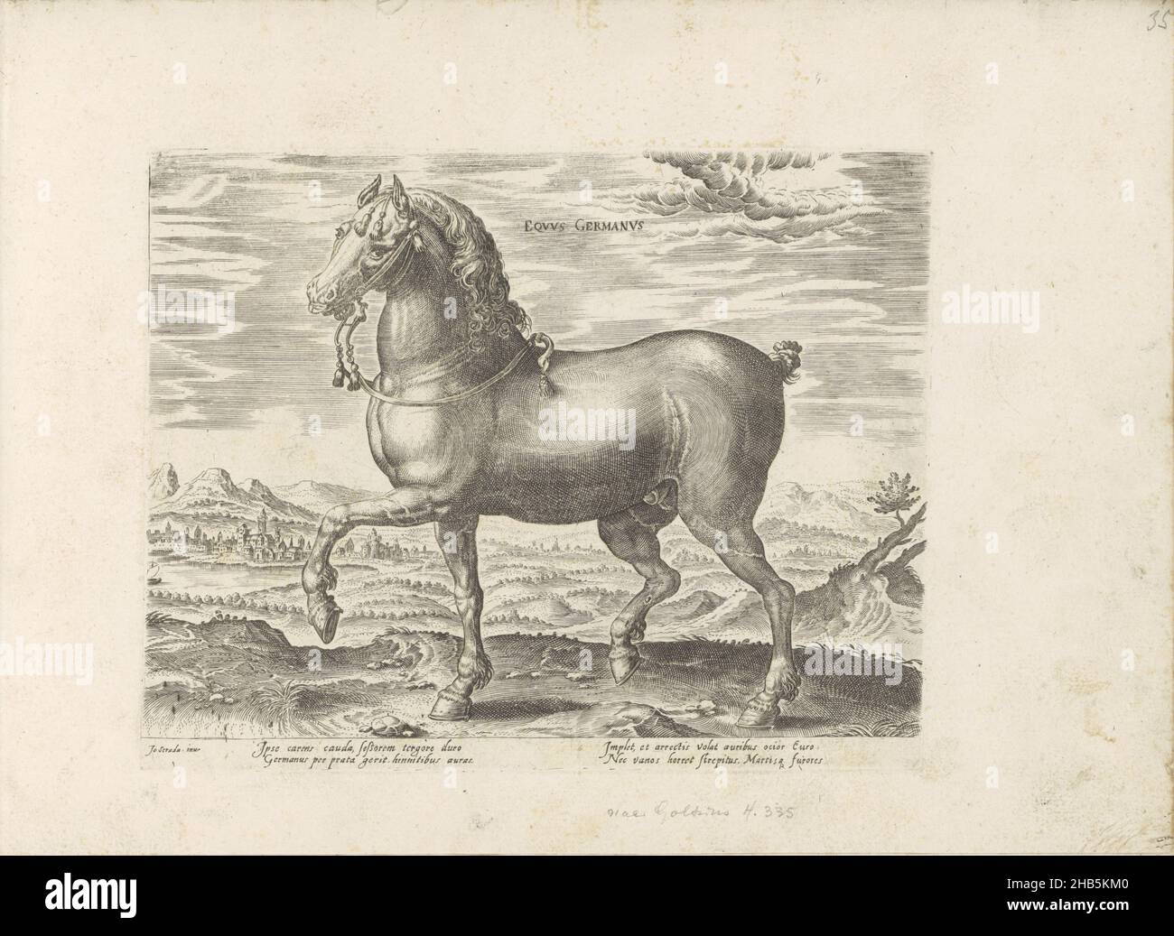 German horse hi-res stock photography and images - Alamy