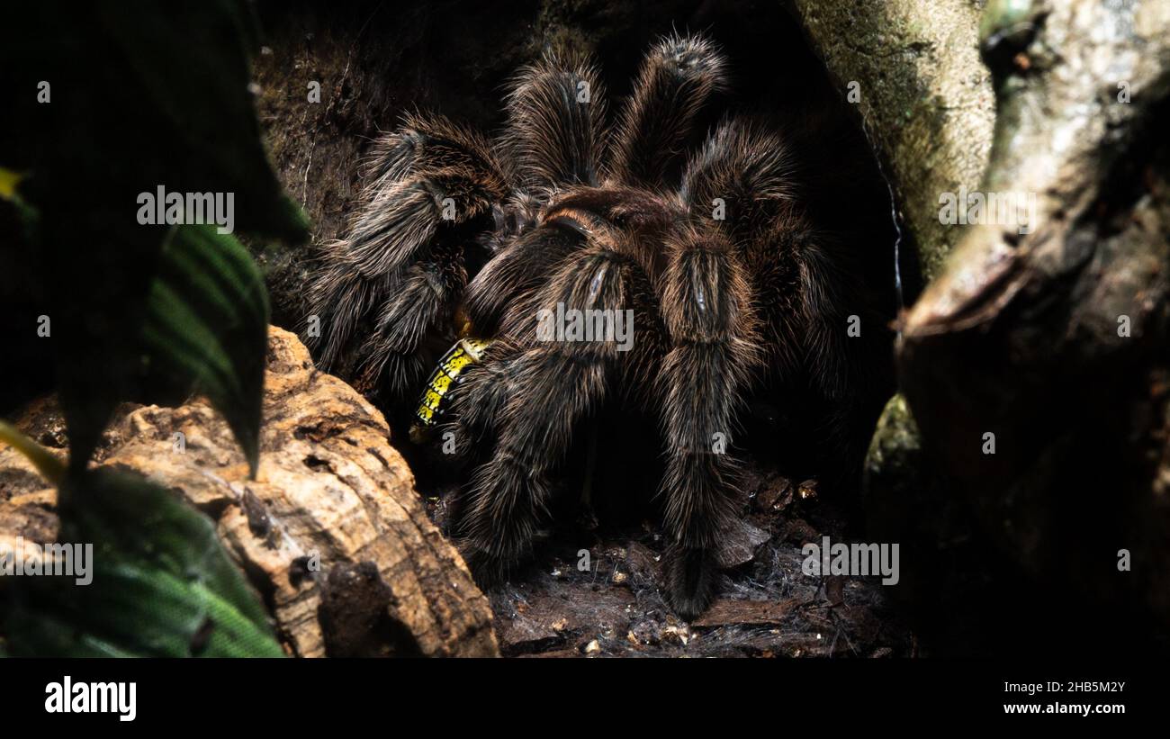 Fluffy tarantula hi-res stock photography and images - Alamy