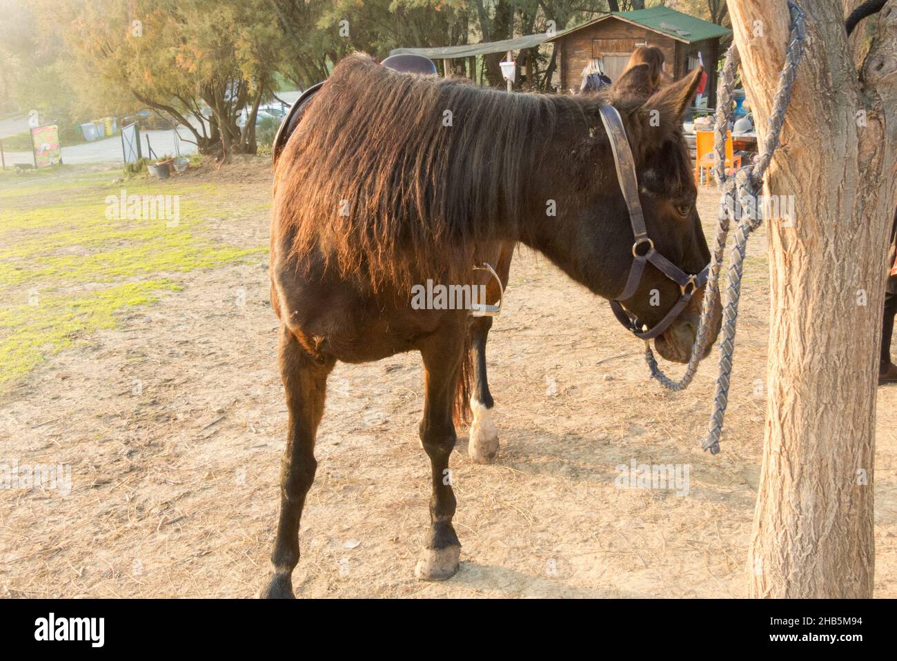 Brown horse tied to a tree in the village Stock Photo - Alamy