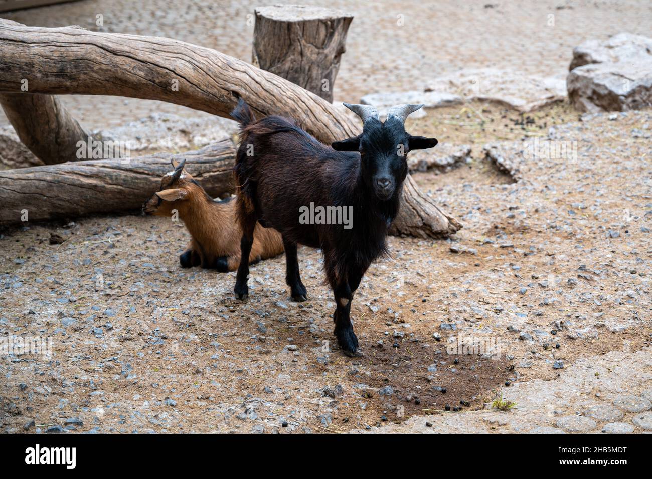 Goat on the farm Stock Photo - Alamy