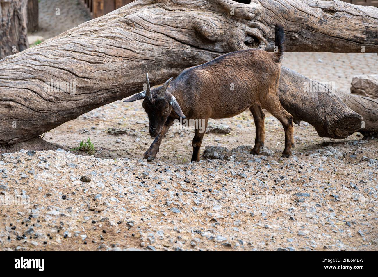 Goat on the far Stock Photo - Alamy
