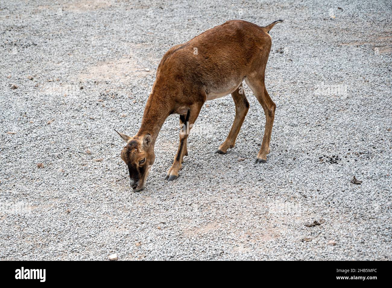 Cute deer on the farm Stock Photo - Alamy
