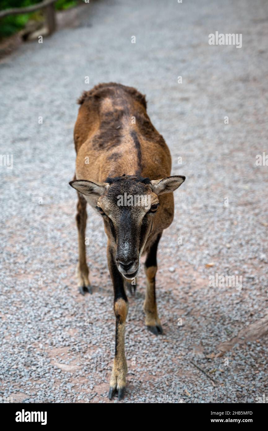 Vertical shot of a deer on the farm Stock Photo - Alamy
