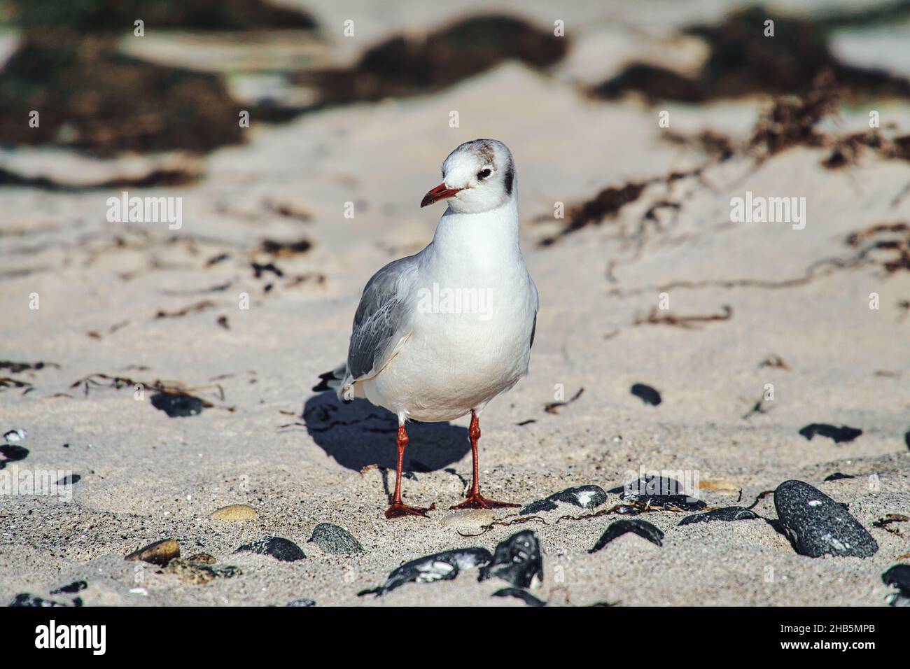 Seagull on the sandy beach of zingst. close up of the bird Stock Photo ...