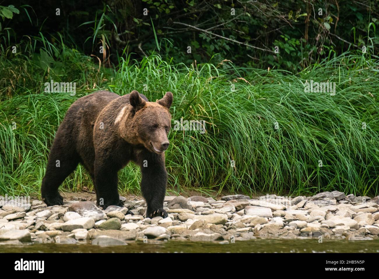 Brown Bear (Ursus arctos). The Bieszczady Mountains, Carpathians ...