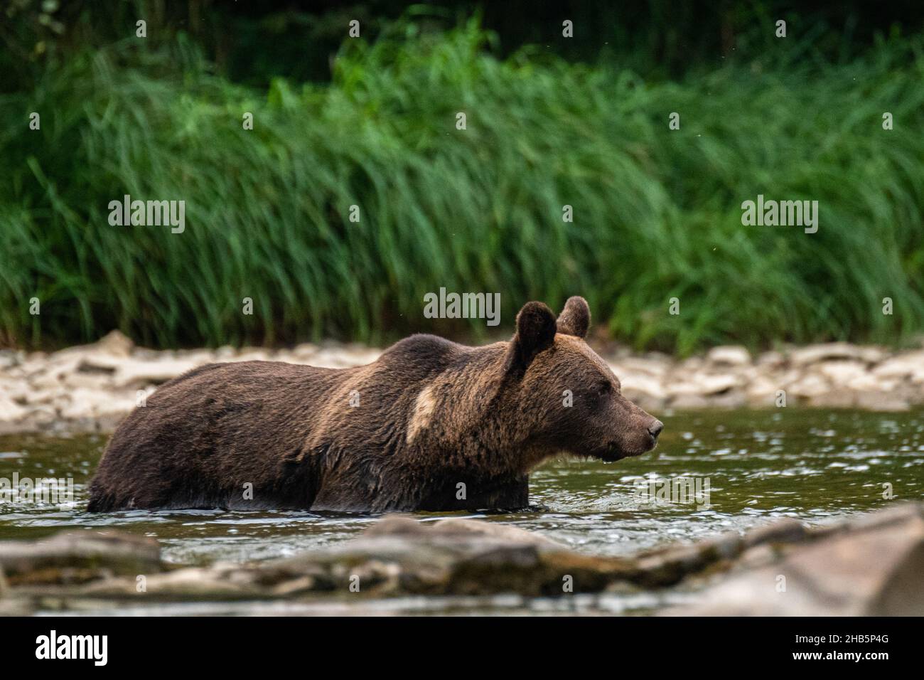 Brown Bear (Ursus arctos). The Bieszczady Mountains, Carpathians ...