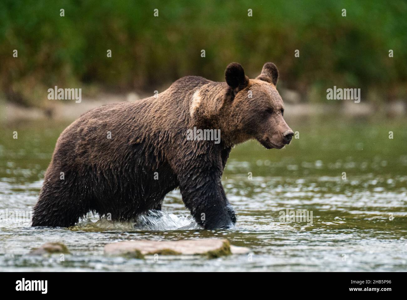 Brown Bear (Ursus arctos). The Bieszczady Mountains, Carpathians ...