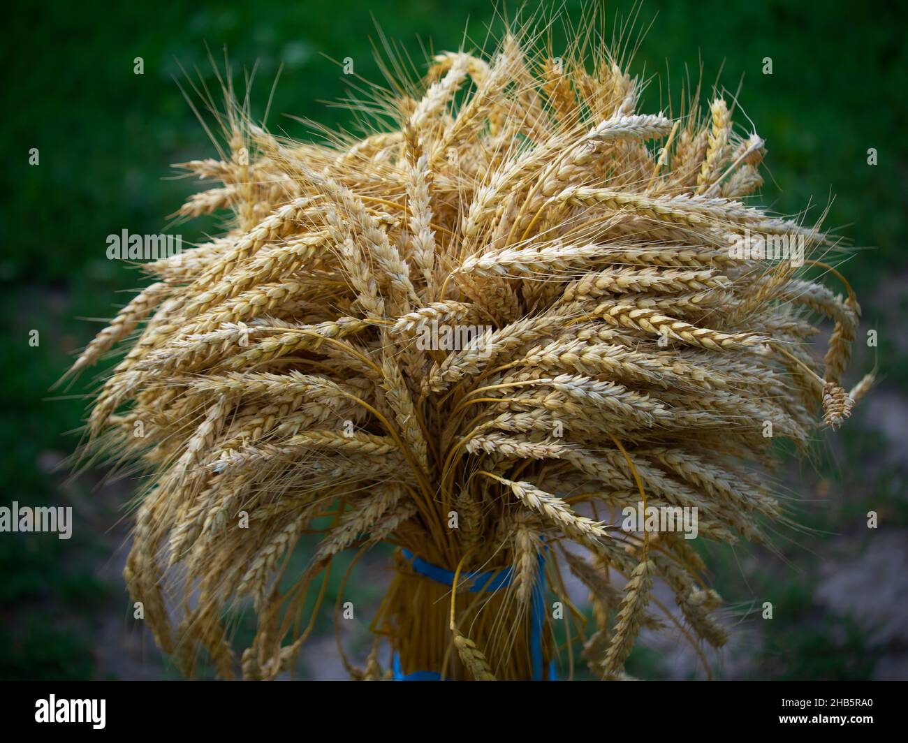 A sheaf of wheat ears, close-up. A bunch of ripe spikelets tied with ...