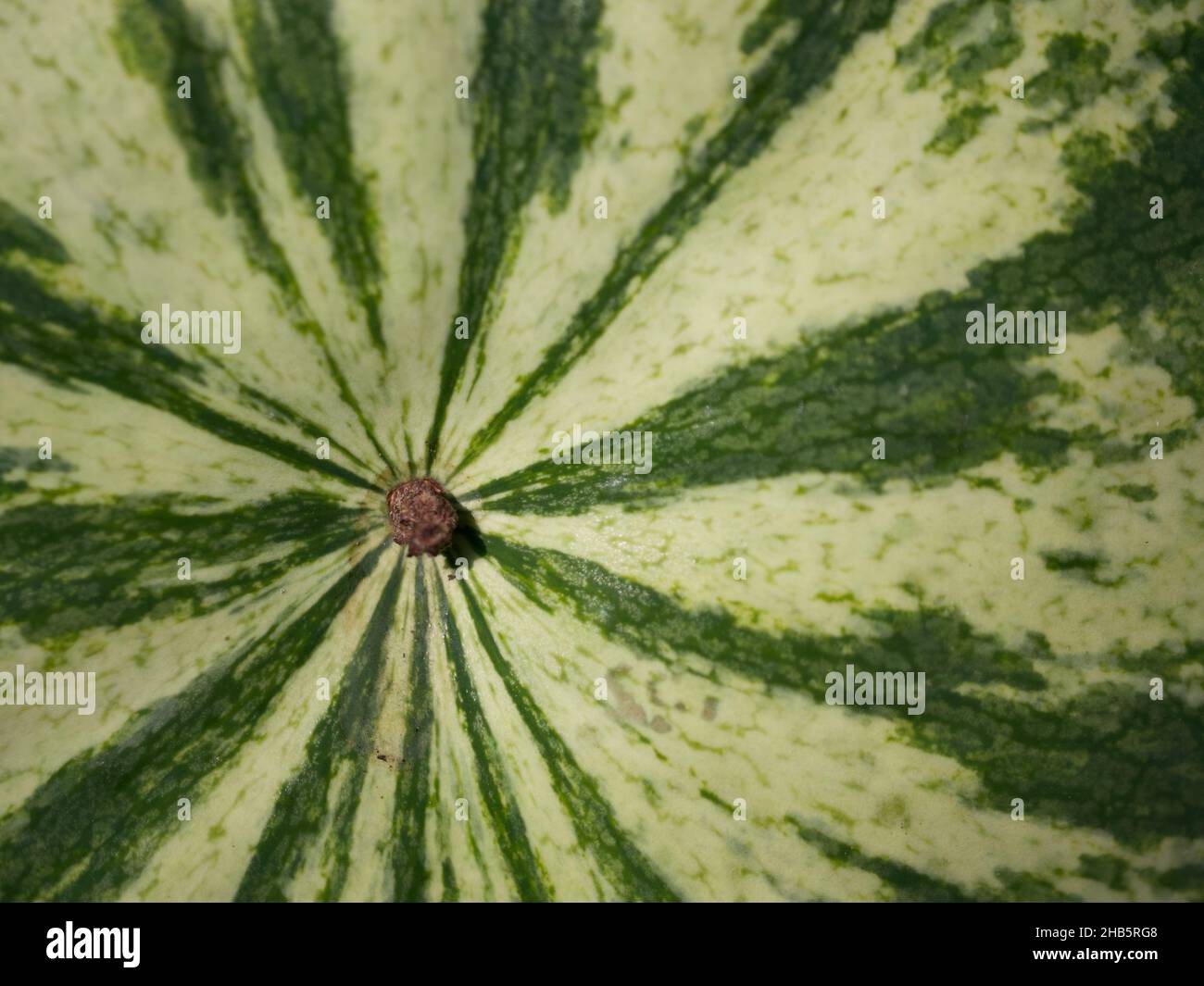 The texture of watermelon peel, close-up. Watermelon peel as a ...