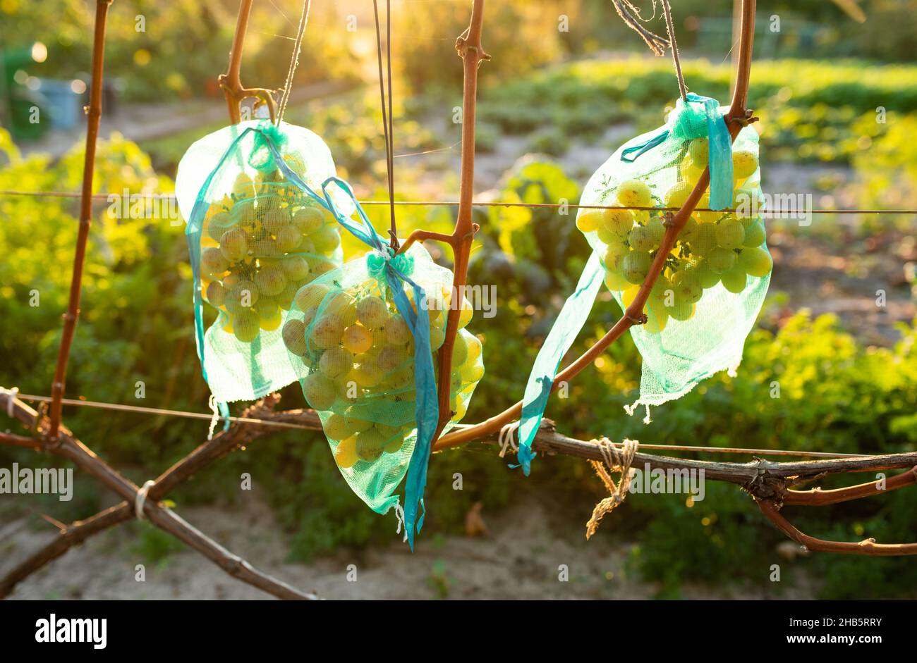 Ripe green grape berries in mesh fabric growing on branch Stock Photo ...