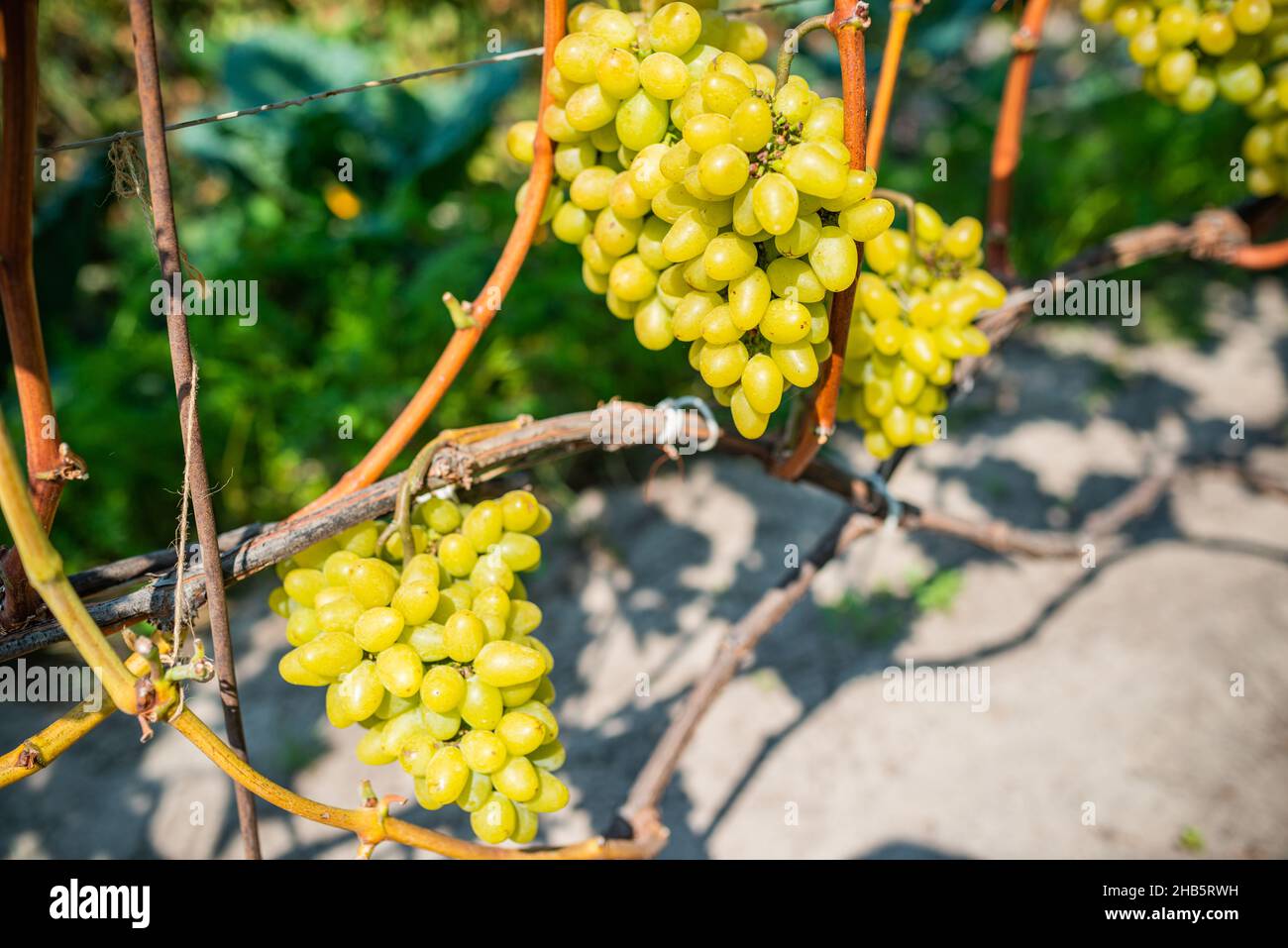 Long grapevines with bunches cast shadow on garden ground Stock Photo ...