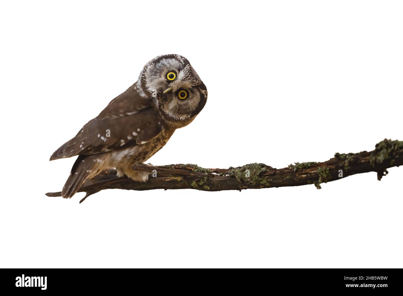 Alert boreal owl staring on branch isolated on white background Stock ...