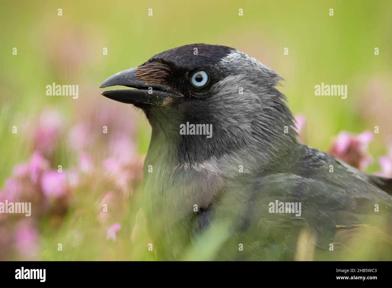 Jackdaw feather detail hi-res stock photography and images - Alamy