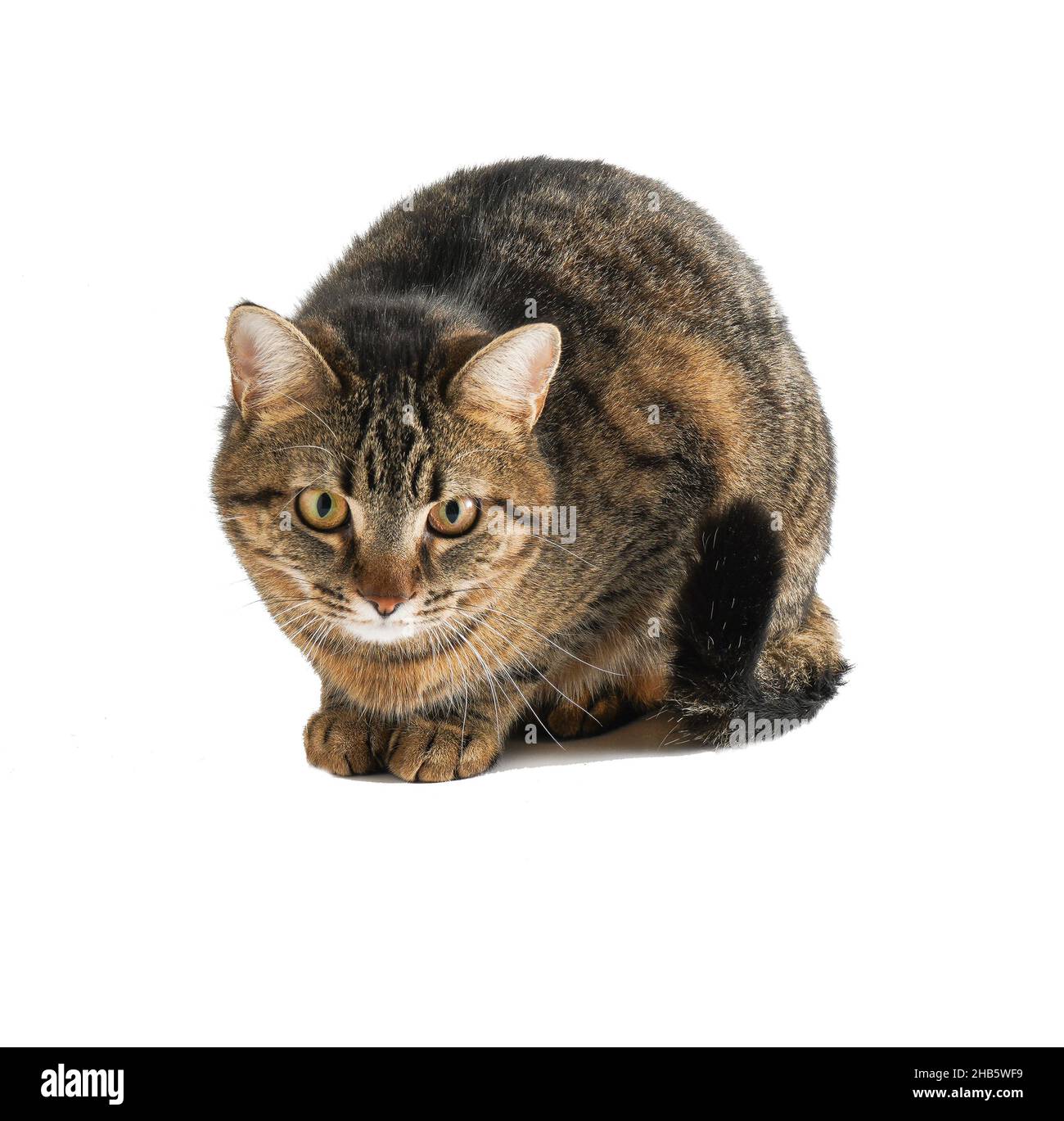 Tortoise Shell Cat White Background