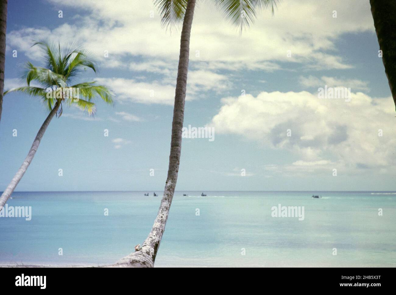 View between palm trees to boats in calm blue sea, island of Tobago ...