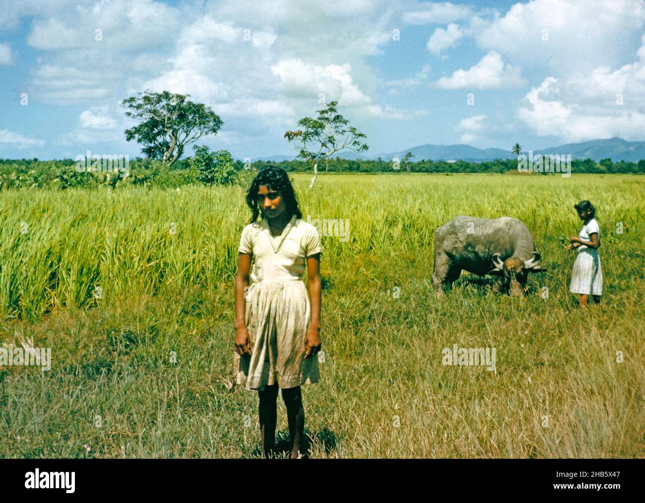 Two young women children and water buffalo in rice fields of central ...