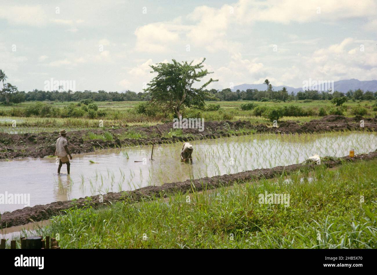 Man and woman planting rice seedlings in paddy field, central Trinidad ...