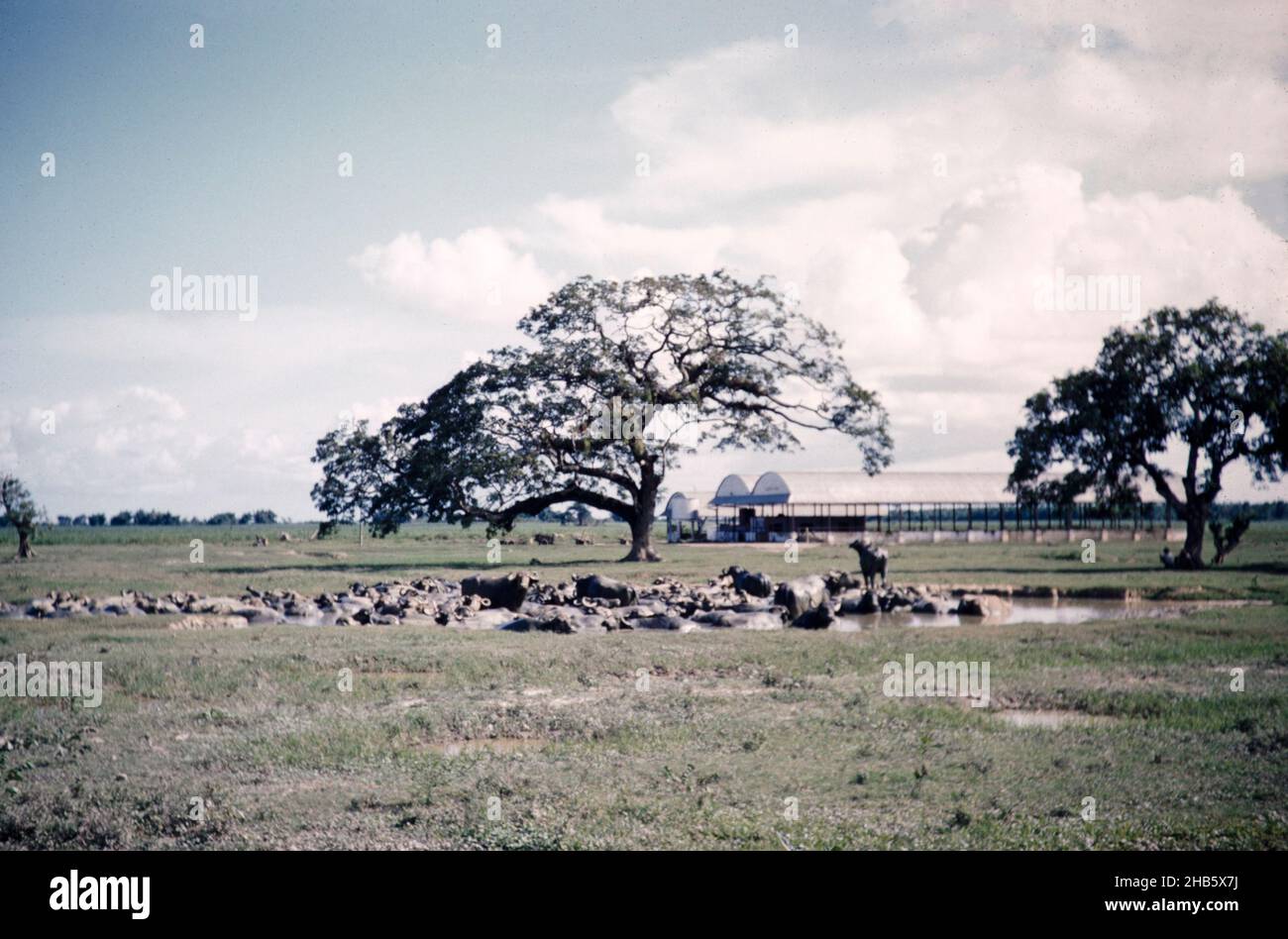 Water buffalo in mud pool hi-res stock photography and images - Alamy