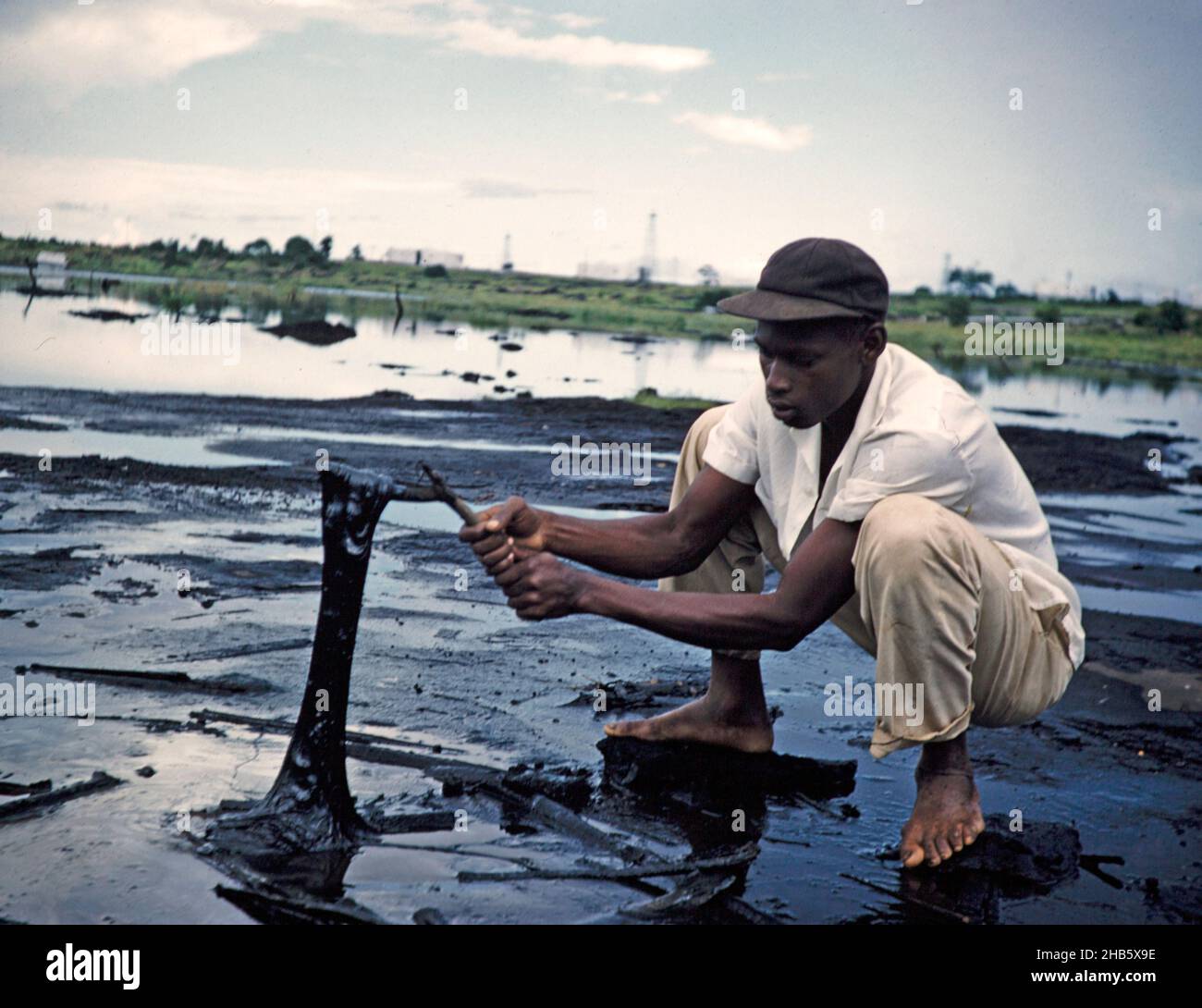 Sticky tar hi-res stock photography and images - Alamy