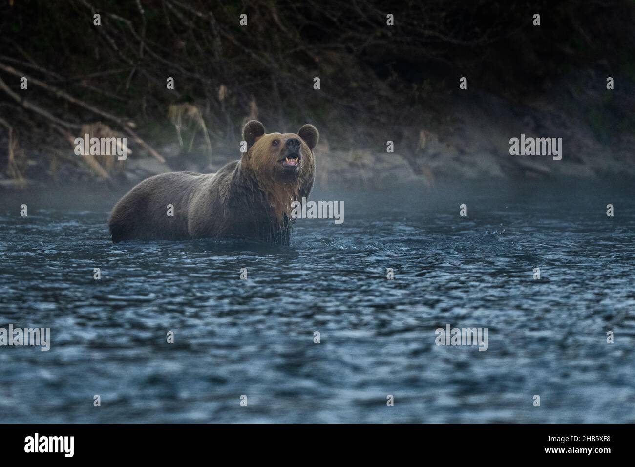 Brown Bear (Ursus arctos). The Bieszczady Mountains, Carpathians ...
