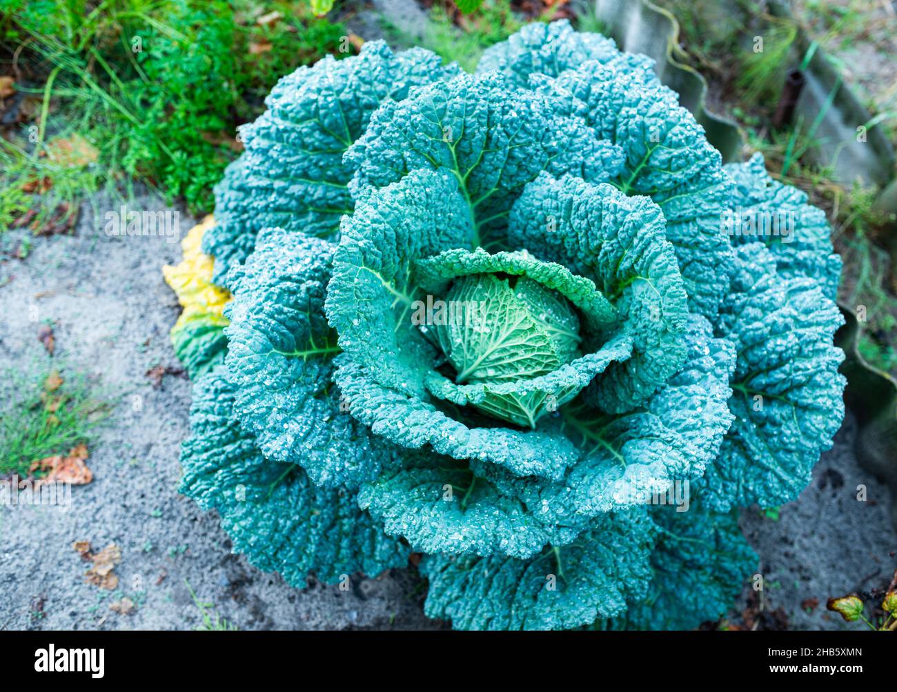 Head of cabbage with broad leaves growing in kitchen garden Stock Photo ...