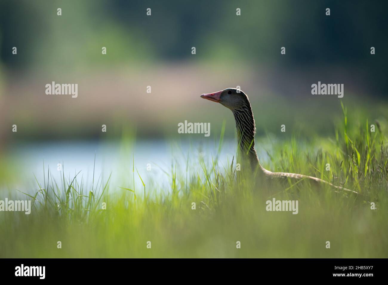 Portrait of a greylag goose standing in a meadow, sunny day in summer ...