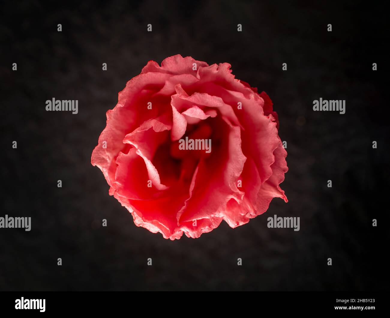 One flower on black background. For design. Nature Stock Photo - Alamy